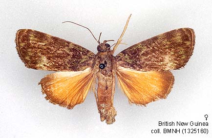 Papua Insects Foundation (Lepidoptera/Nolidae/Chloephorinae(Ariolicini ...